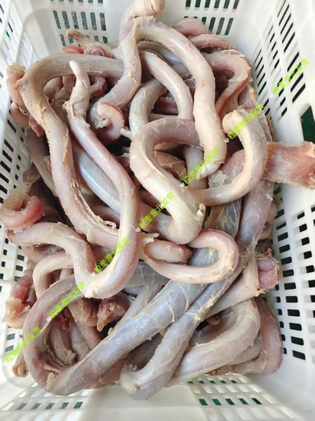 牛鞭图片真实图片活牛_活牛牛鞭怎么辨别真假-第3张图片-山城妙识