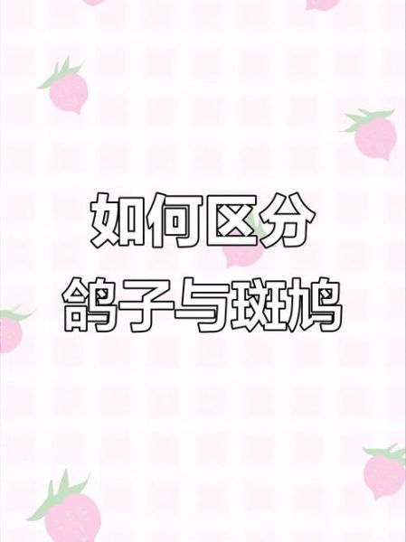 斑鸠和鸽子有什么区别_斑鸠是鸽子吗-第1张图片-山城妙识 斑鸠和鸽子有什么区别_斑鸠是鸽子吗-第1张图片-山城妙识