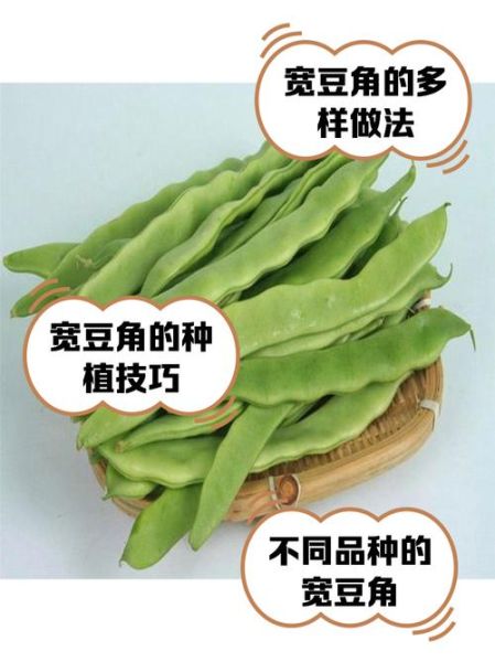 大宽扁豆角怎么炒好吃_大宽扁豆角炒多久才熟-第2张图片-山城妙识 大宽扁豆角怎么炒好吃_大宽扁豆角炒多久才熟-第2张图片-山城妙识