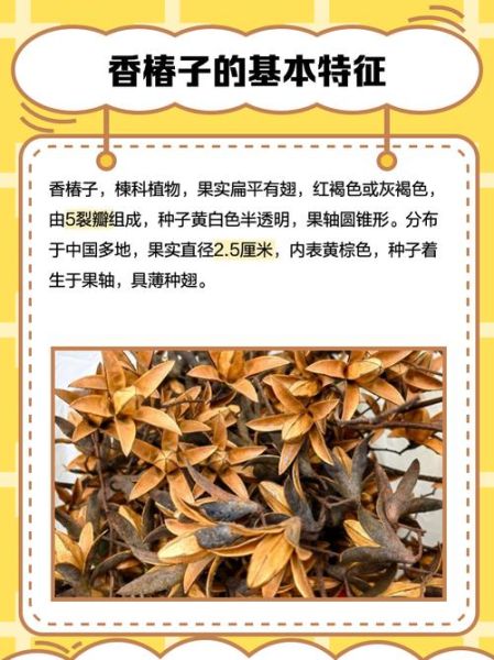 香椿树果子有什么功效_香椿树果子怎么吃-第2张图片-山城妙识