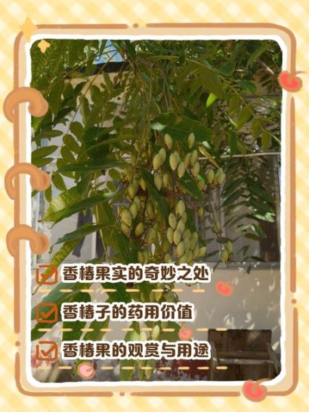 香椿树果子有什么功效_香椿树果子怎么吃-第1张图片-山城妙识