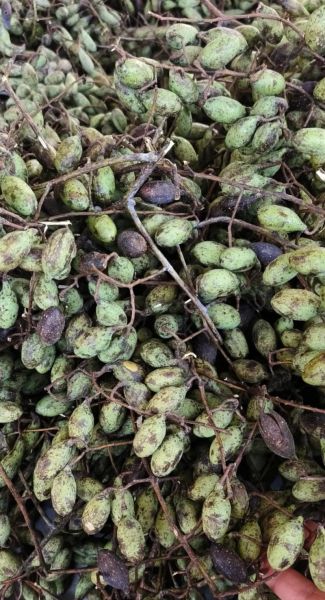 香椿树果子有什么功效_香椿树果子怎么吃-第3张图片-山城妙识