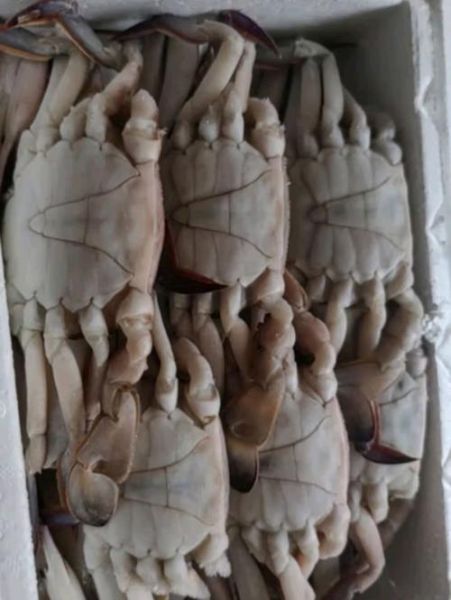 冷冻梭子蟹多少钱一斤_冷冻梭子蟹价格走势-第2张图片-山城妙识