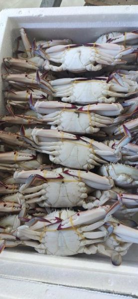 冷冻梭子蟹多少钱一斤_冷冻梭子蟹价格走势-第1张图片-山城妙识