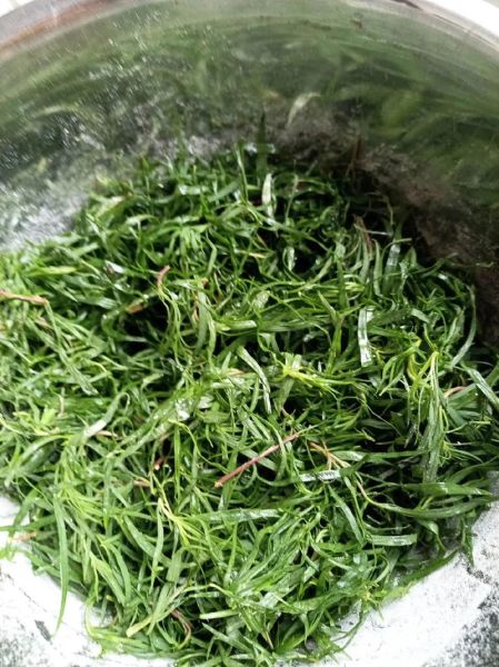 扫帚菜吃了会中毒吗_扫帚菜副作用有哪些-第3张图片-山城妙识 扫帚菜吃了会中毒吗_扫帚菜副作用有哪些-第3张图片-山城妙识