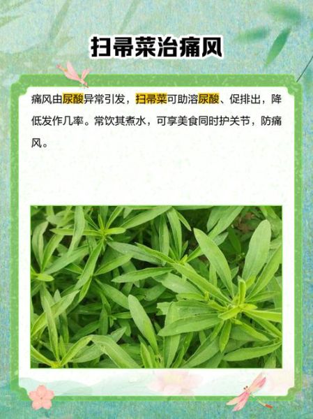 扫帚菜吃了会中毒吗_扫帚菜副作用有哪些-第2张图片-山城妙识 扫帚菜吃了会中毒吗_扫帚菜副作用有哪些-第2张图片-山城妙识
