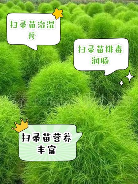 扫帚菜吃了会中毒吗_扫帚菜副作用有哪些-第1张图片-山城妙识 扫帚菜吃了会中毒吗_扫帚菜副作用有哪些-第1张图片-山城妙识