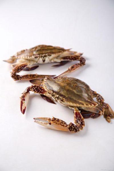 梭子蟹可以冷冻保存吗_冷冻后口感会变差吗-第2张图片-山城妙识 梭子蟹可以冷冻保存吗_冷冻后口感会变差吗-第2张图片-山城妙识