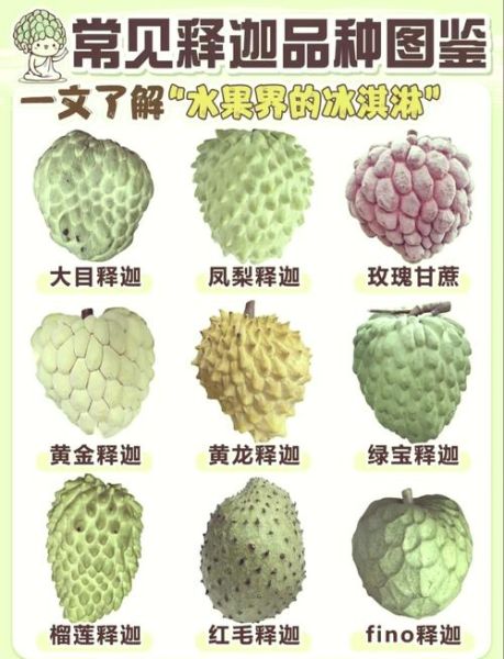 番荔枝的功效与作用_番荔枝的禁忌有哪些-第2张图片-山城妙识 番荔枝的功效与作用_番荔枝的禁忌有哪些-第2张图片-山城妙识