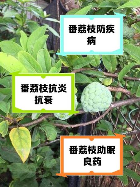 番荔枝的功效与作用_番荔枝的禁忌有哪些-第1张图片-山城妙识 番荔枝的功效与作用_番荔枝的禁忌有哪些-第1张图片-山城妙识