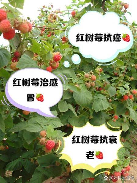 红树莓怎么吃最好_红树莓的功效与作用-第1张图片-山城妙识 红树莓怎么吃最好_红树莓的功效与作用-第1张图片-山城妙识