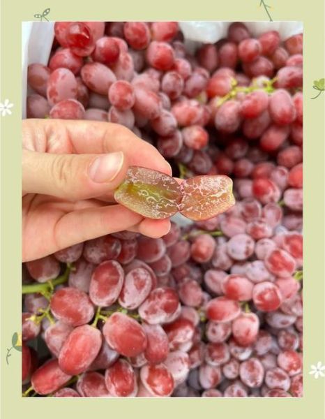 马奶提葡萄的功效与作用_马奶提葡萄多少钱一斤-第2张图片-山城妙识