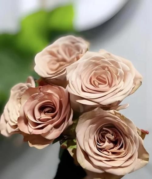 卡布奇诺英文怎么拼写_卡布奇诺英文发音-第3张图片-山城妙识 卡布奇诺英文怎么拼写_卡布奇诺英文发音-第3张图片-山城妙识