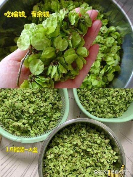 晒干的榆钱有什么功效_怎么吃最好-第1张图片-山城妙识