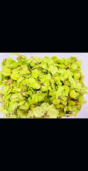 晒干的榆钱有什么功效_怎么吃最好-第2张图片-山城妙识