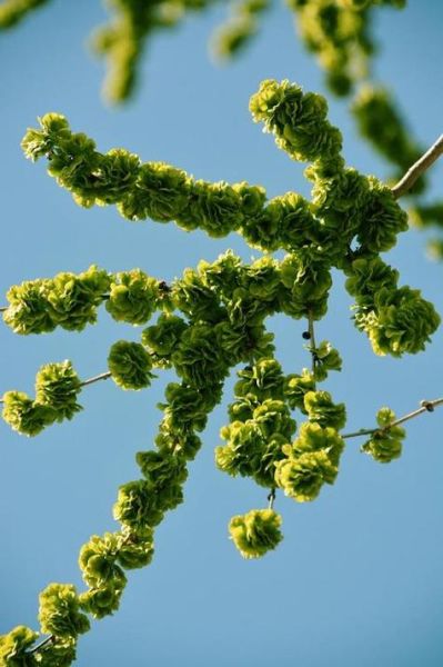 晒干的榆钱有什么功效_怎么吃最好-第3张图片-山城妙识