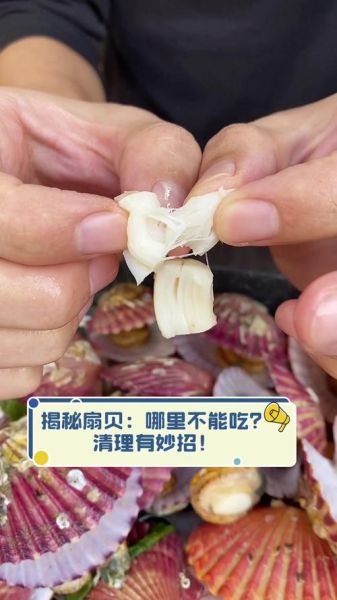 扇贝哪些部位不能吃_怎么处理才安全-第2张图片-山城妙识