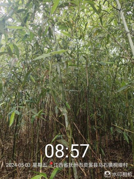 冬笋干的营养价值及功效_冬笋干怎么做好吃-第2张图片-山城妙识 冬笋干的营养价值及功效_冬笋干怎么做好吃-第2张图片-山城妙识