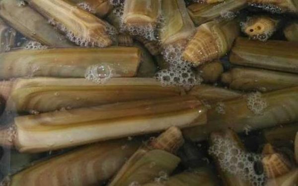 虫圣蛏子怎么读_蛏子读音和营养价值-第2张图片-山城妙识