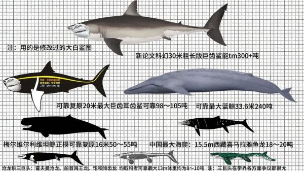 世界最恐怖鲨鱼有哪些_大白鲨为何排名第一-第3张图片-山城妙识