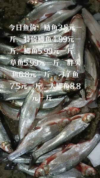 花鲢鱼价格一斤多少钱_花鲢鱼最新行情-第2张图片-山城妙识