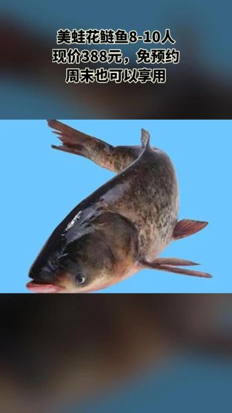 花鲢鱼价格一斤多少钱_花鲢鱼最新行情-第1张图片-山城妙识