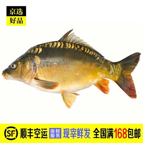 三道鳞多少钱一斤_三道鳞价格走势-第1张图片-山城妙识