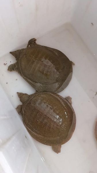 三道鳞多少钱一斤_三道鳞价格走势-第3张图片-山城妙识