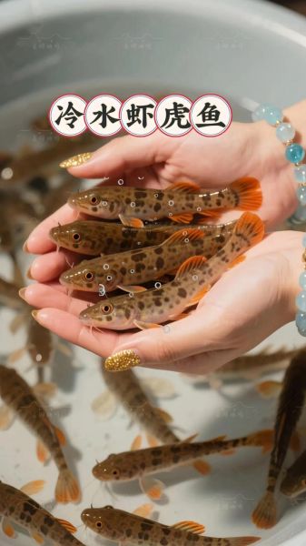 淡水虾虎鱼怎么养_淡水虾虎鱼吃什么-第3张图片-山城妙识