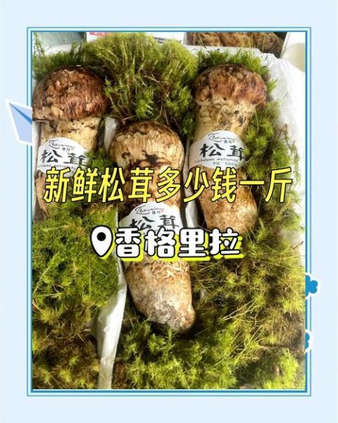 十大最贵蘑菇有哪些_为什么松露价格居高不下-第2张图片-山城妙识