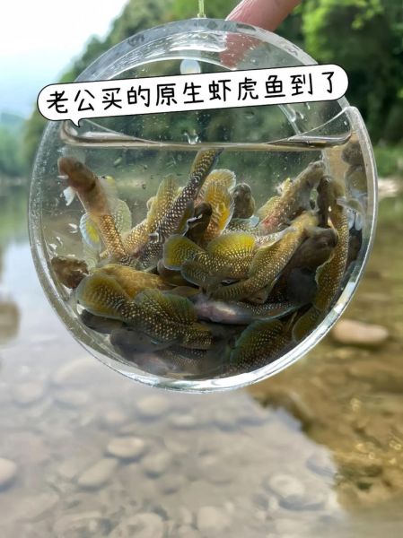淡水虾虎鱼怎么养_淡水虾虎鱼吃什么-第2张图片-山城妙识