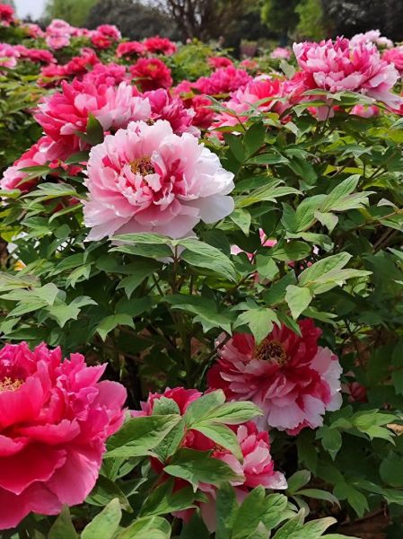 花开富贵小说讲了什么_花开富贵结局是什么-第3张图片-山城妙识