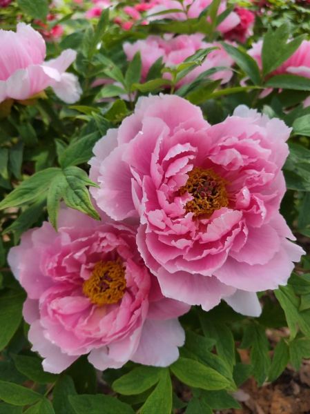 花开富贵小说讲了什么_花开富贵结局是什么-第2张图片-山城妙识