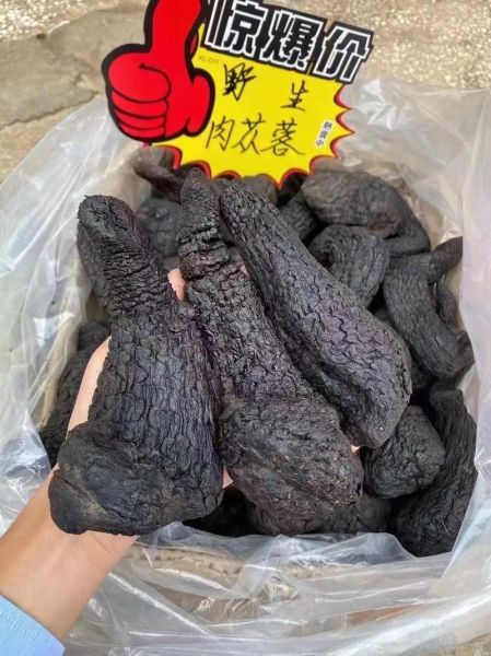 吃肉苁蓉壮阳多久见效_苁蓉壮阳真实体验-第1张图片-山城妙识 吃肉苁蓉壮阳多久见效_苁蓉壮阳真实体验-第1张图片-山城妙识