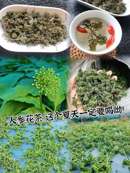 人参花泡水喝的禁忌_哪些人不适合喝人参花茶-第2张图片-山城妙识 人参花泡水喝的禁忌_哪些人不适合喝人参花茶-第2张图片-山城妙识