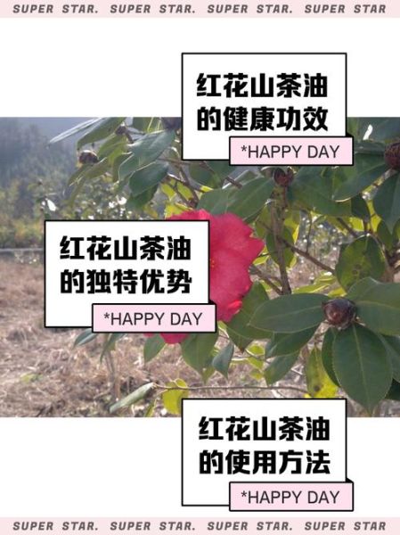 山茶油的功效与作用价格_多少钱一斤-第3张图片-山城妙识