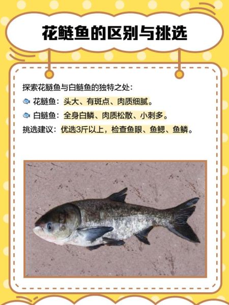 花鲢鱼图片怎么挑选_花鲢鱼高清图片哪里找-第2张图片-山城妙识 花鲢鱼图片怎么挑选_花鲢鱼高清图片哪里找-第2张图片-山城妙识