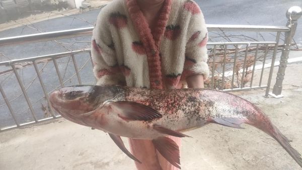 花鲢鱼图片怎么挑选_花鲢鱼高清图片哪里找-第3张图片-山城妙识 花鲢鱼图片怎么挑选_花鲢鱼高清图片哪里找-第3张图片-山城妙识