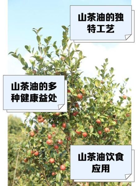 山茶油的功效与作用价格_多少钱一斤-第2张图片-山城妙识