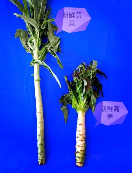 青笋和莴笋一样吗_青笋与莴笋的区别-第2张图片-山城妙识