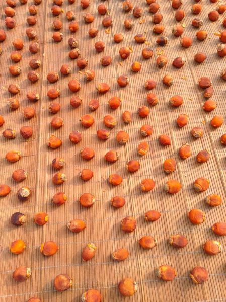 家庭晒柿饼的方法_柿饼晒制步骤详解-第1张图片-山城妙识