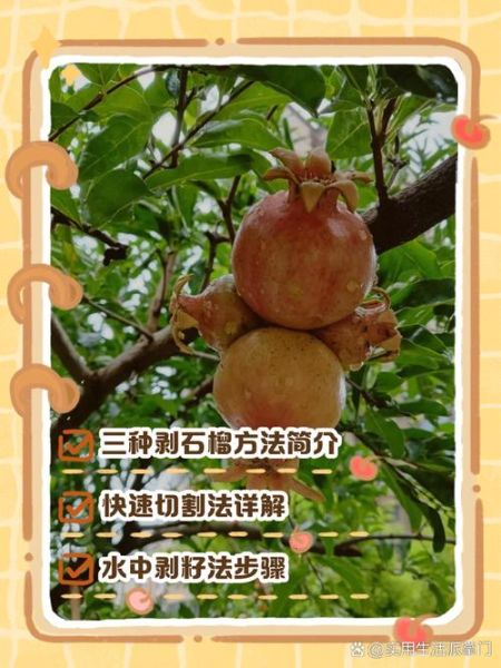 怎么剥石榴最快_石榴剥法图解-第2张图片-山城妙识