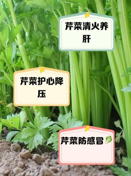 吃芹菜的好处和坏处_芹菜吃多了有什么副作用-第2张图片-山城妙识