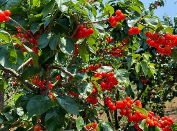 樱桃图片怎么拍好看_樱桃图片拍摄技巧-第2张图片-山城妙识