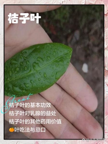 桔子叶的功效与作用_桔子叶泡水喝有什么禁忌-第3张图片-山城妙识 桔子叶的功效与作用_桔子叶泡水喝有什么禁忌-第3张图片-山城妙识