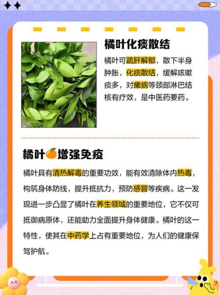 桔子叶的功效与作用_桔子叶泡水喝有什么禁忌-第2张图片-山城妙识 桔子叶的功效与作用_桔子叶泡水喝有什么禁忌-第2张图片-山城妙识