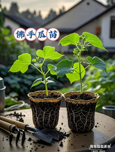 佛手瓜怎么种_佛手瓜种植注意事项-第1张图片-山城妙识