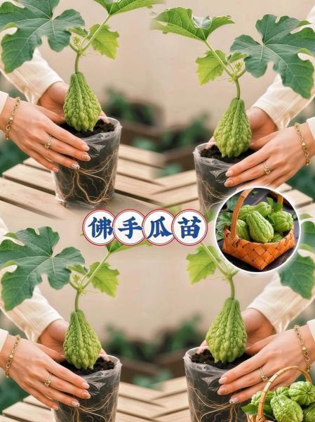 佛手瓜怎么种_佛手瓜种植注意事项-第2张图片-山城妙识