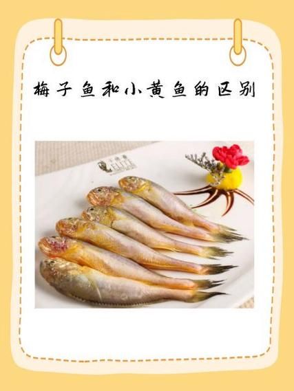 梅子鱼和小黄鱼有什么区别_哪个更好吃-第1张图片-山城妙识 梅子鱼和小黄鱼有什么区别_哪个更好吃-第1张图片-山城妙识