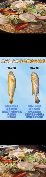 梅子鱼和小黄鱼有什么区别_哪个更好吃-第2张图片-山城妙识 梅子鱼和小黄鱼有什么区别_哪个更好吃-第2张图片-山城妙识